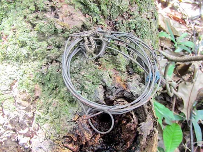 How many snares are too many? Preventing decline of species in the ...