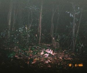 The enigmatic Saola and the Annamite Mountains - Saola Foundation